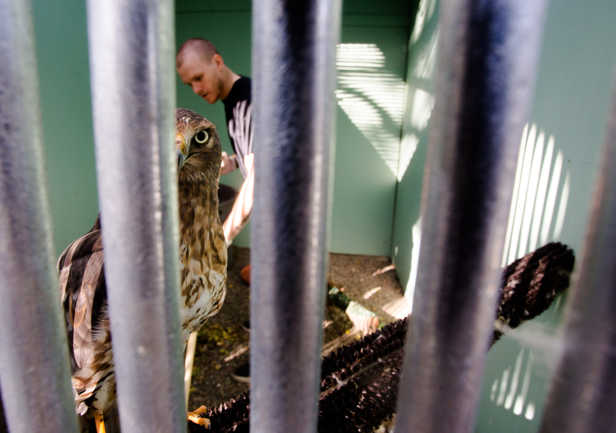 California Raptor Center opens its doors | The Aggie
