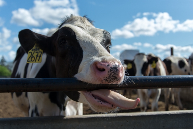 Best On-campus Animal: Cows | The Aggie