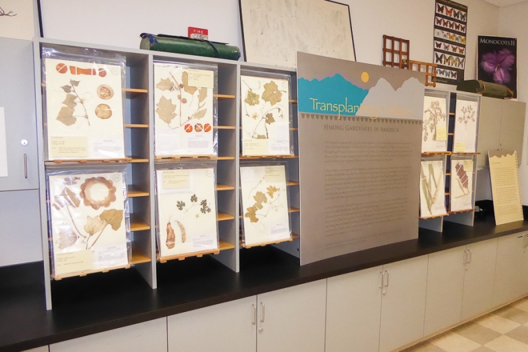 Herbarium exhibits plant species significant to Hmong people | The Aggie