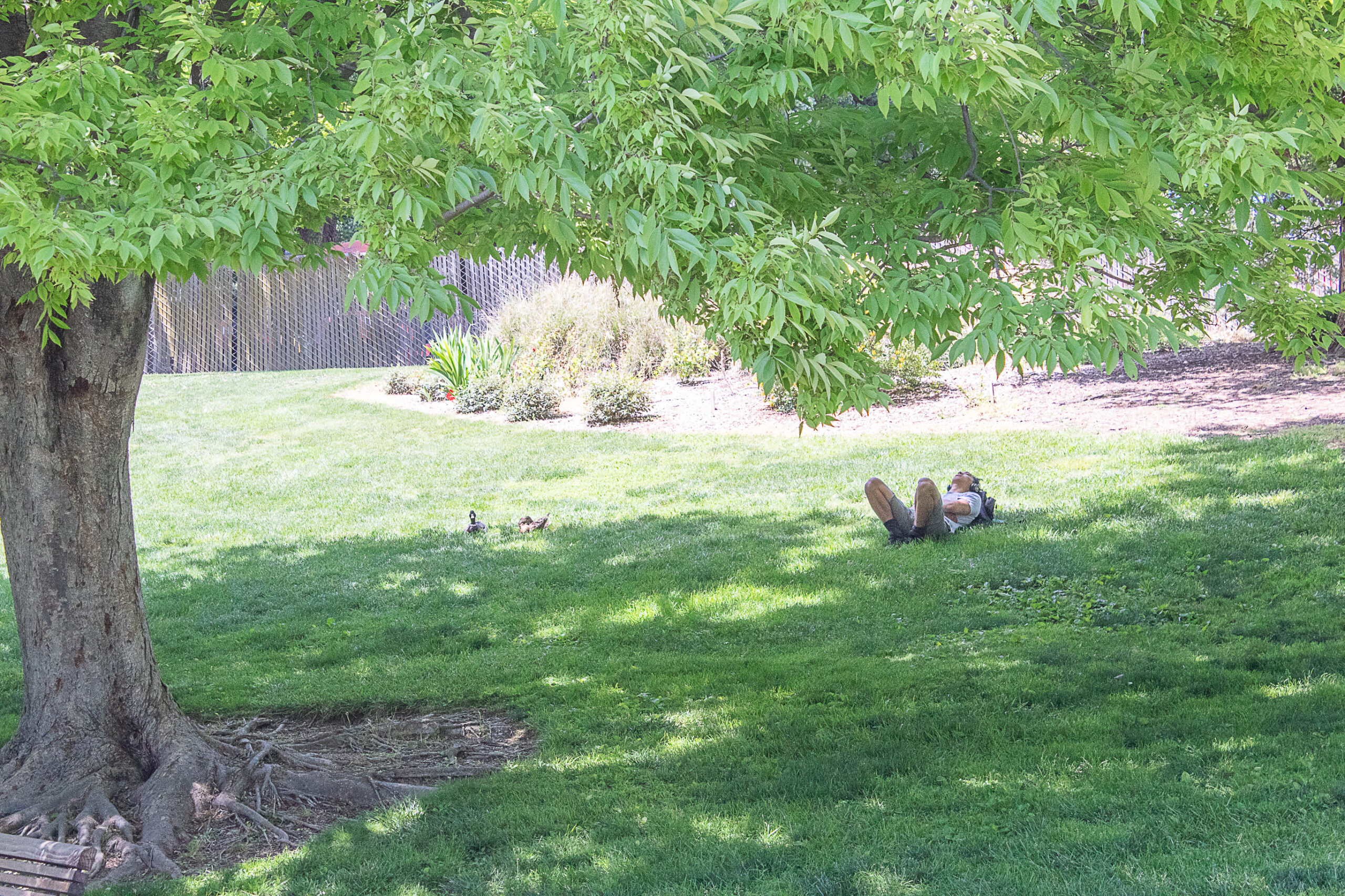 Best Nap Spot: Arboretum - The Aggie
