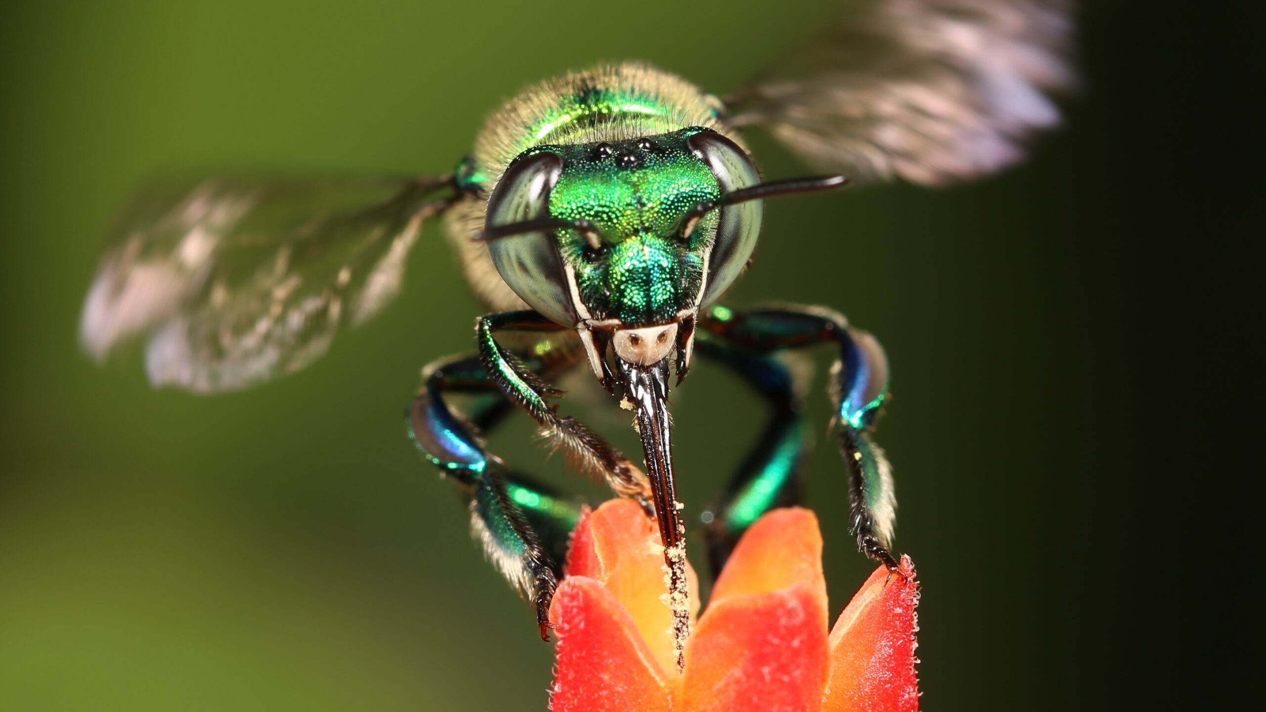 Orchid bees mix unique perfumes to signal potential mates - The Aggie