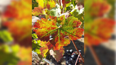 $163 billion grape industry at risk due to spread of grapevine red ...