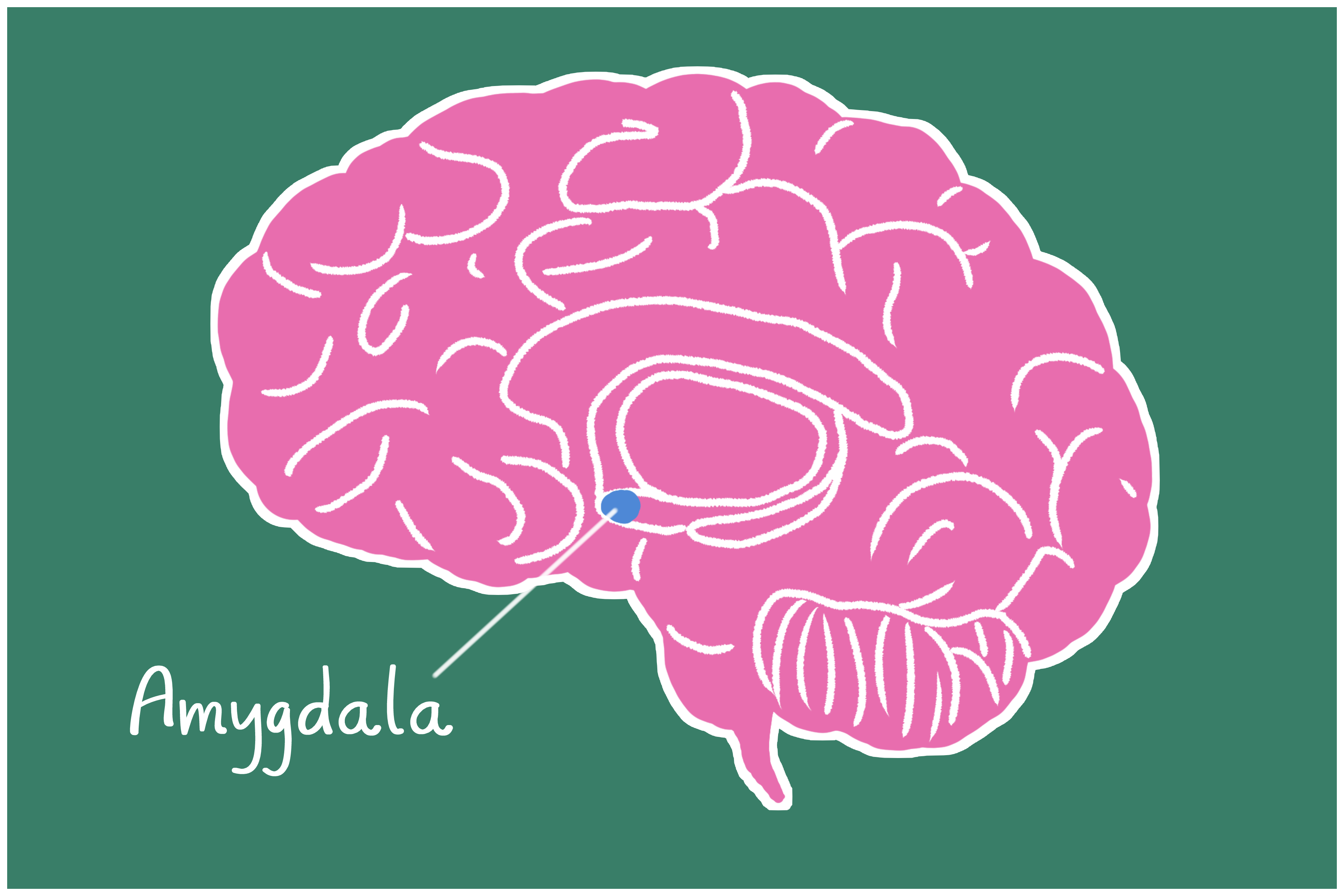 Higher psychopathology rates in younger girls with autism linked with ...