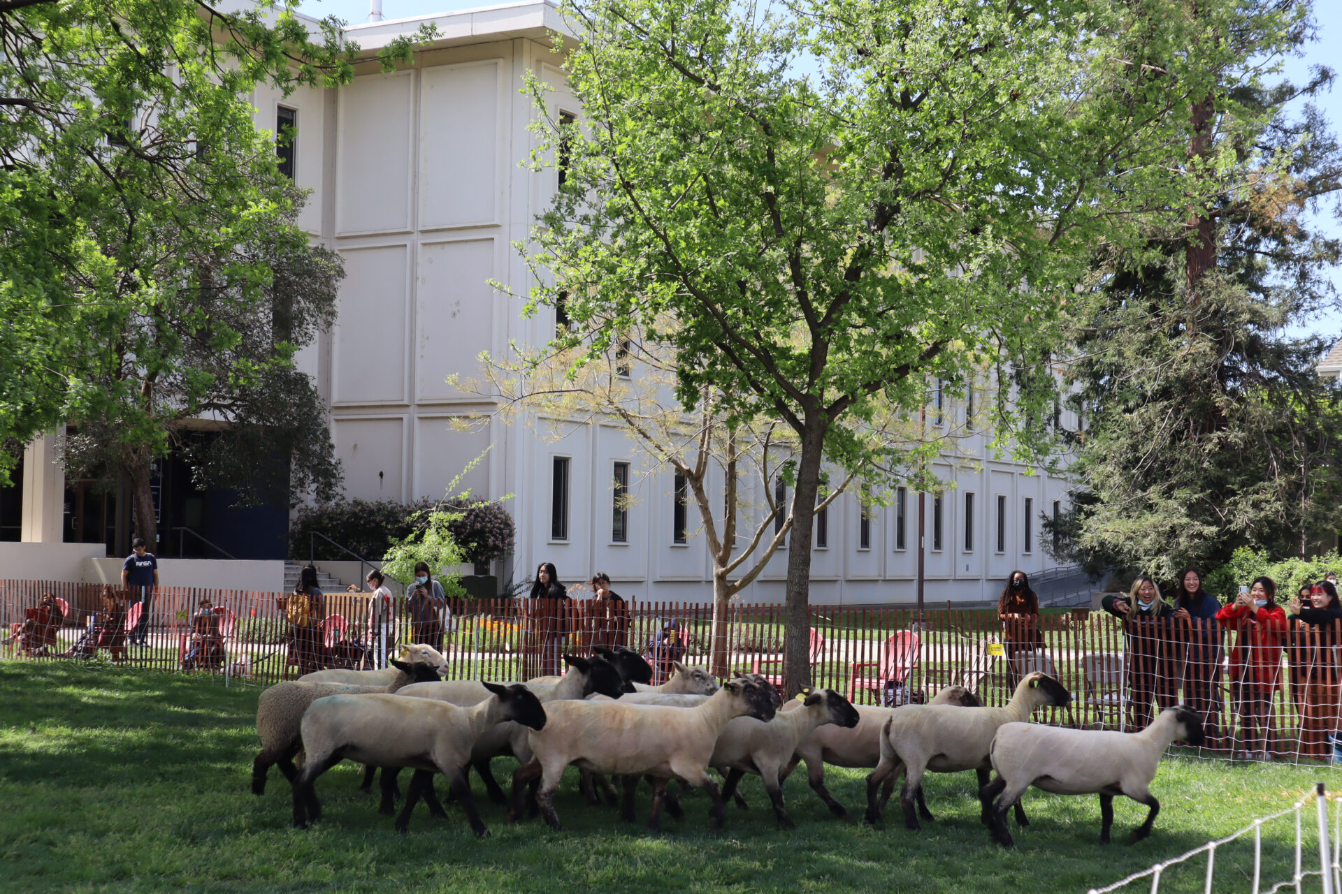 The sheep mowers make their debut on UC Davis’ main campus this spring ...