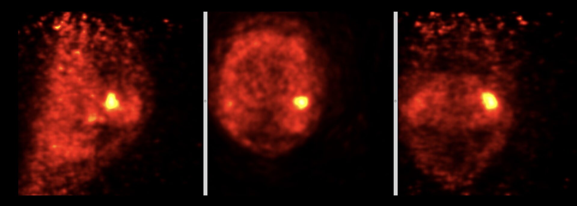 Can UC Davis prevent racehorses from dying? | The Aggie