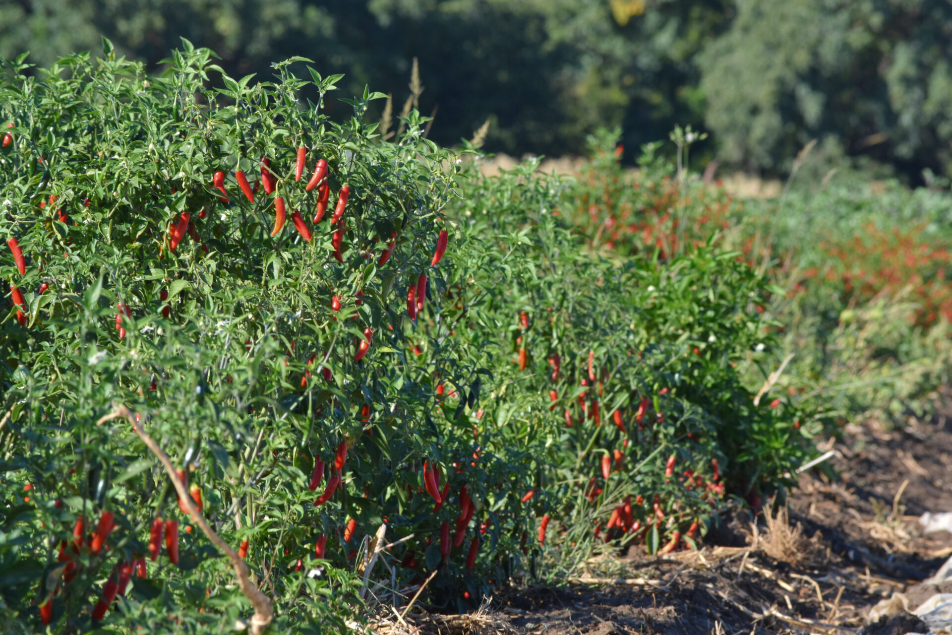 From farm to fork: How local agriculture in Davis cultivates a vibrant ...