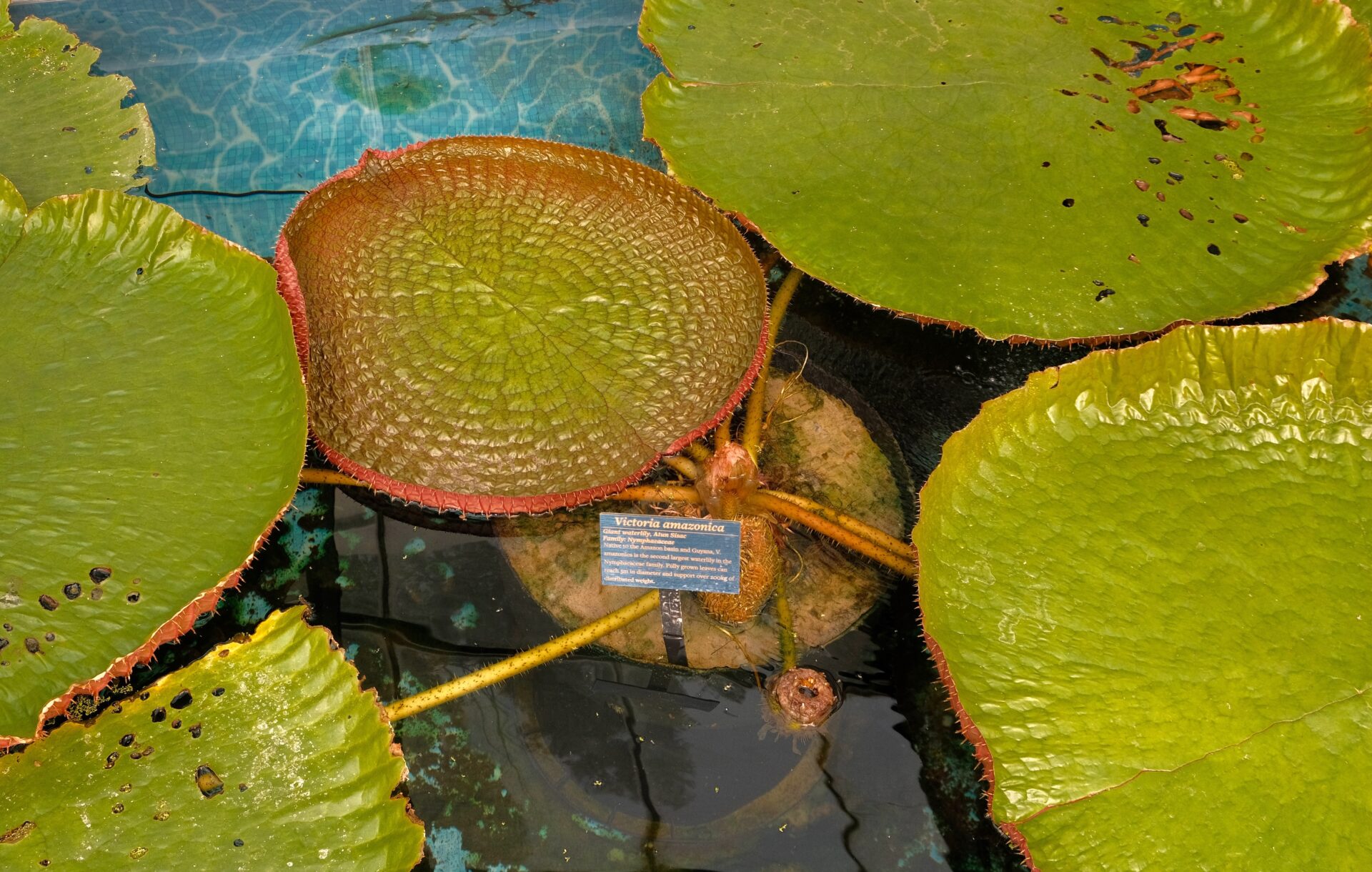 Giant water lilies bloom at the UC Davis Botanical Conservatory | The Aggie